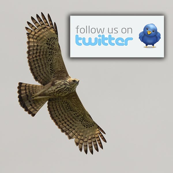 JENIS RAPTOR – Raptor Indonesia