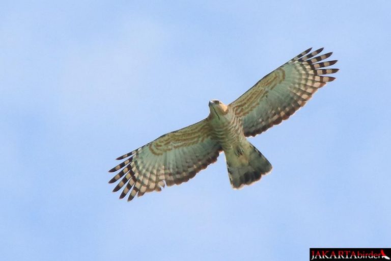 Baza Jerdon – Raptor Indonesia