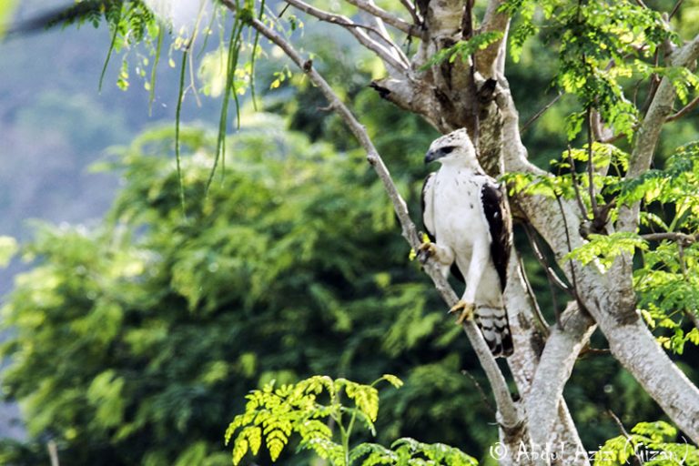 Elang Flores – Raptor Indonesia